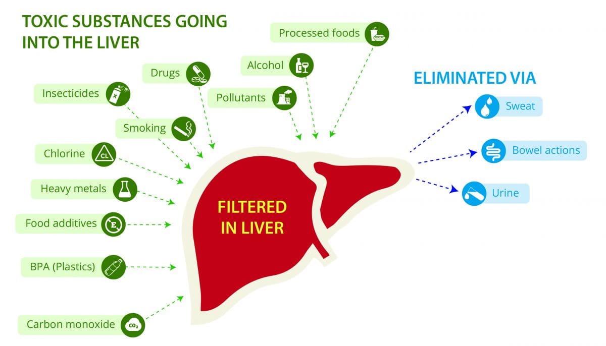 liver detox diagram | Cabot Health