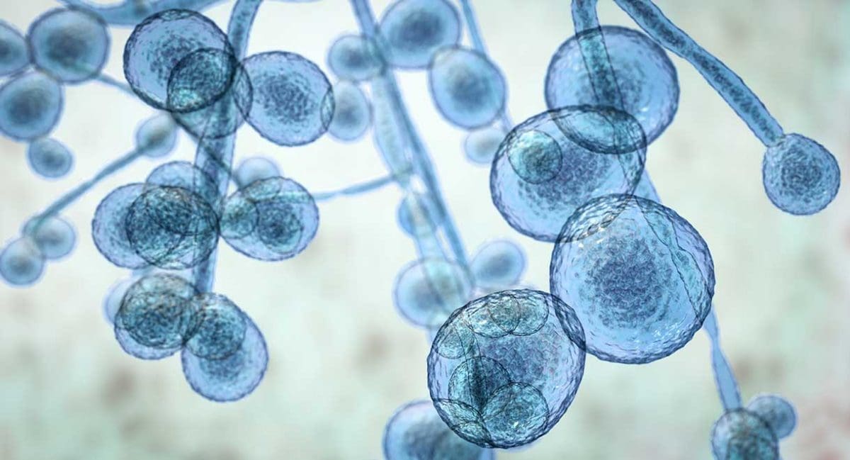 What To Do For Candida Infection | Cabot Health