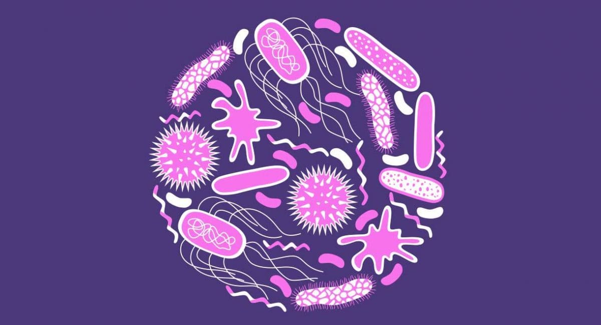 Functions Of Beneficial Gut Bugs | Cabot Health