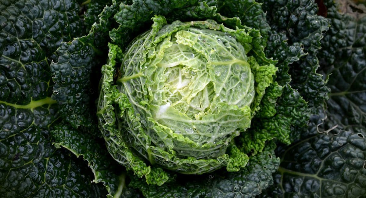 The 10 Best Green Foods For Your Liver | Cabot Health