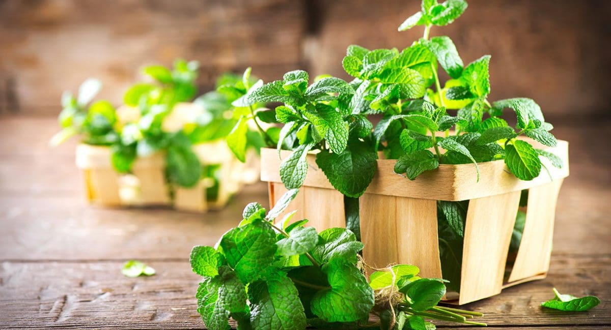10 Superfoods To Heal The Gut And Aid Digestion | Cabot Health
